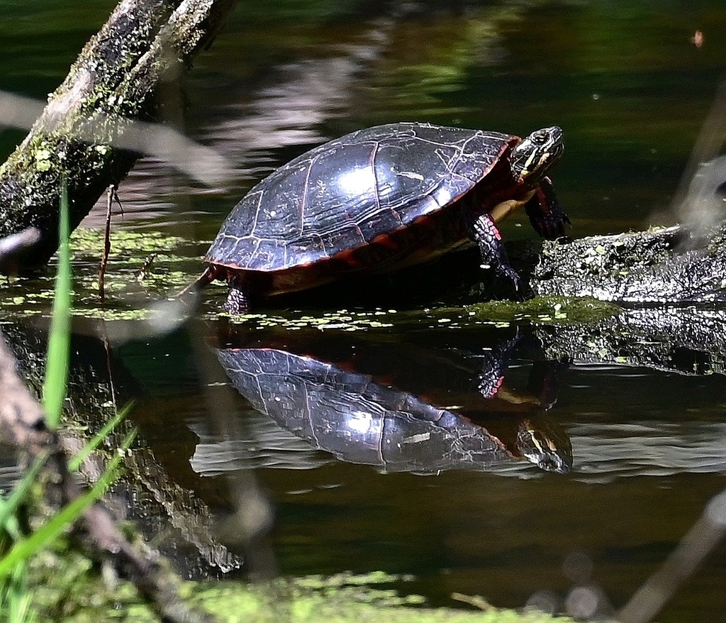 Painted Turtle from Hamilton, Ohio, United States on April 26, 2024 at ...