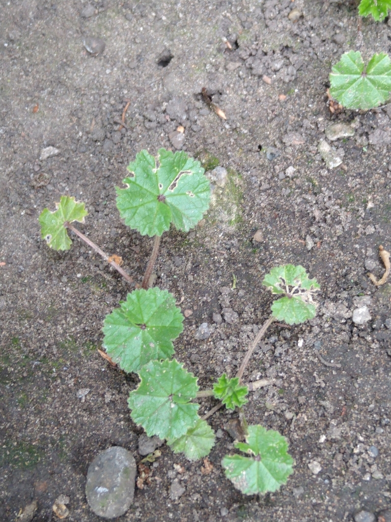 Common Mallow from The Green, Dunnington, York YO19, UK on 27 April ...