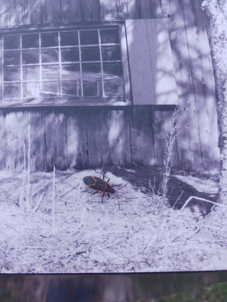 Eastern Boxelder Bug from L'Île-Cadieux, QC J7V 8P3, Canada on April 26 ...