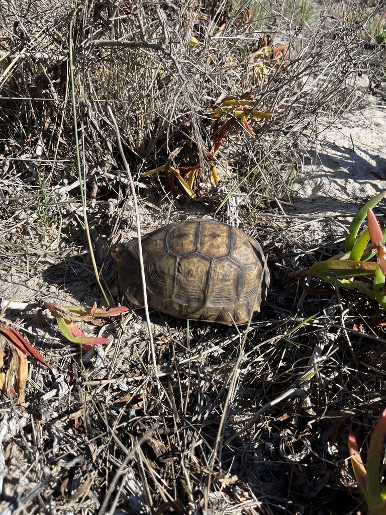 Angulate Tortoise from rondevlei bird sanctuary, Grassy Park, WC, ZA on ...