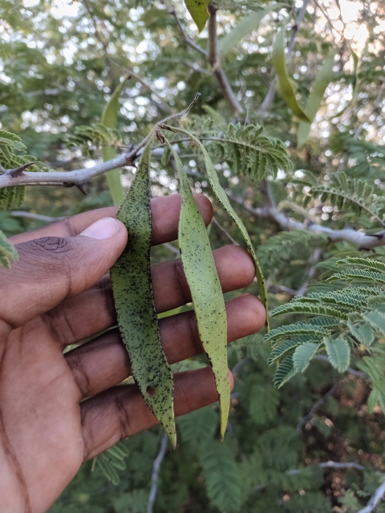 Blue Thorn from Zambezi Region, Namibia on April 27, 2024 at 08:39 AM ...