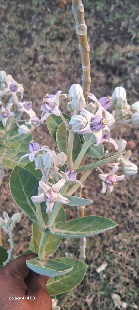 crown flower from X4HG+9G, V.P. Sarathi Nagar, Tiruppalai ...