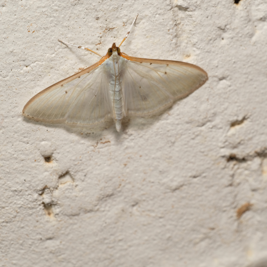 Four-spotted Palpita Moth in April 2024 by tadamcochran · iNaturalist