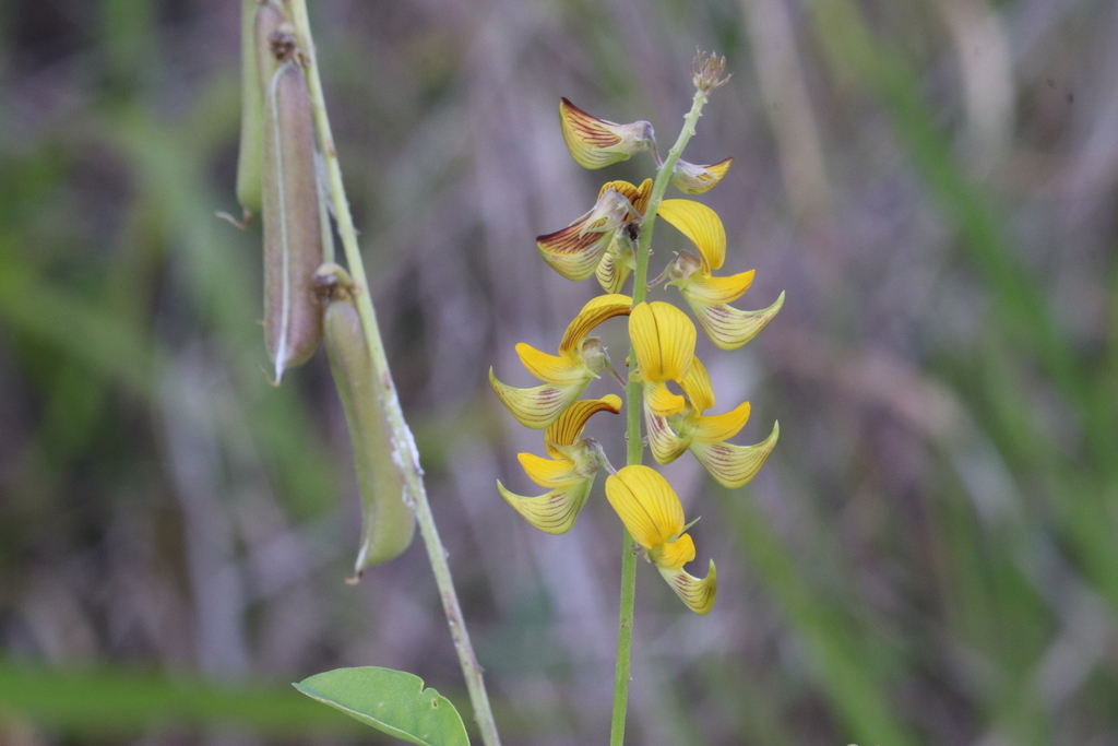 Streaked Rattlepod from Seminole County, FL, USA on April 25, 2024 at ...