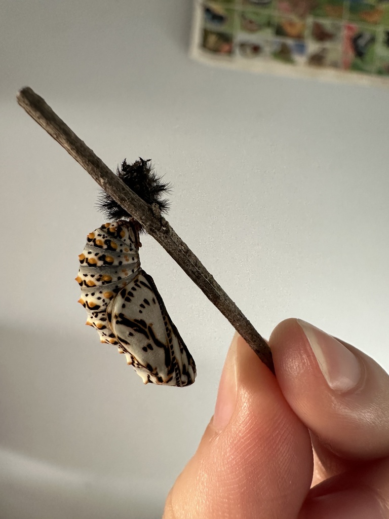 Variable Checkerspot in April 2024 by Lauren · iNaturalist