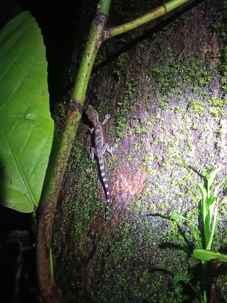 Bent-toed Geckos from Liboganon, Davao del Norte, Philippines on April ...