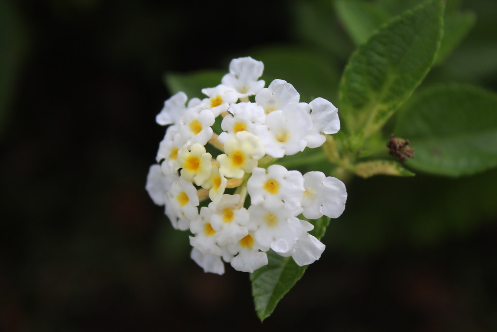 White Lantana (Lantana macropoda) - Botanical Realm