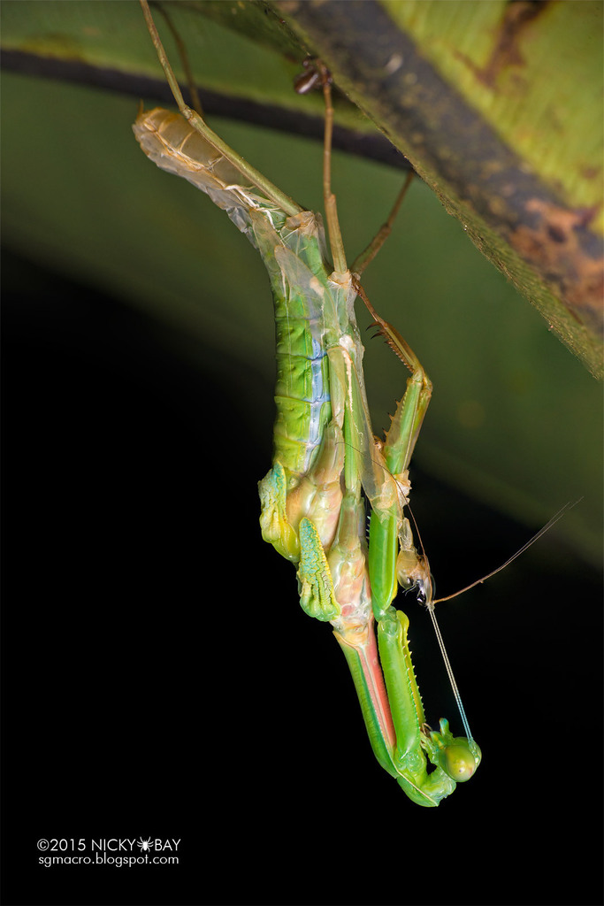 Giant Asian Mantises from Tawau Hills Park, Tawau Hills Park, 91000 ...