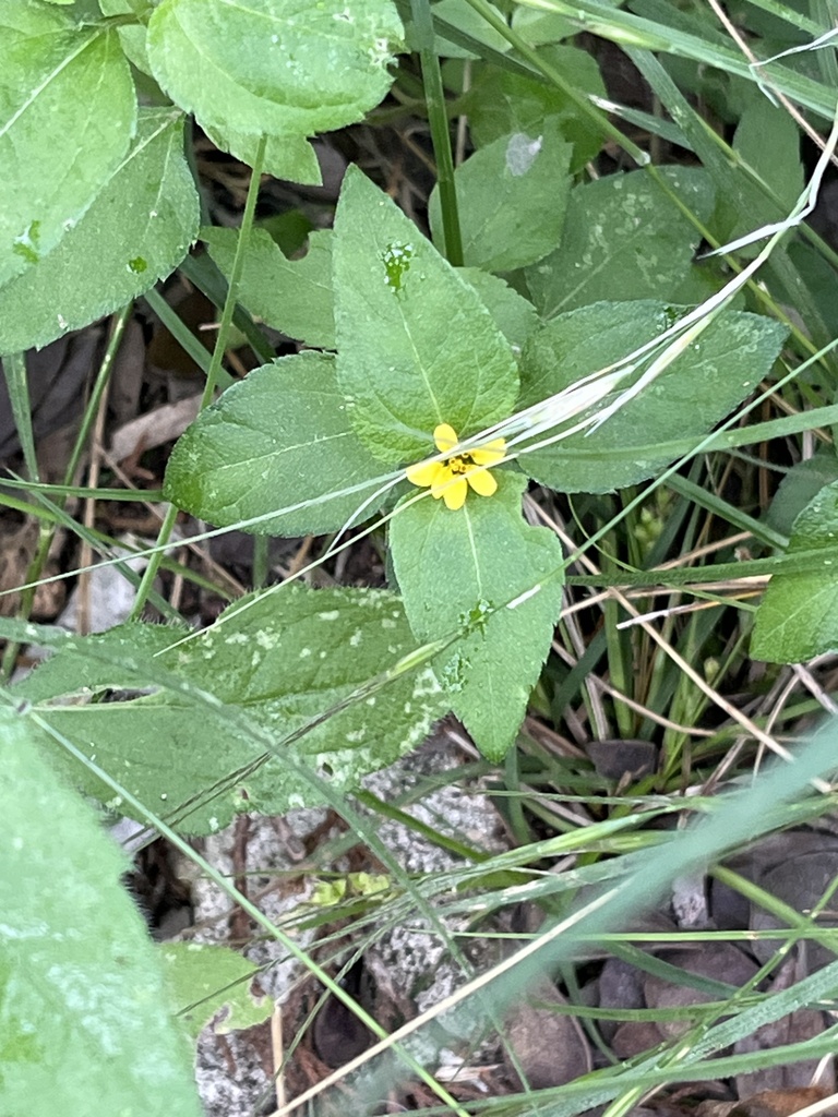 straggler daisy from Sundrop Valley, San Antonio, TX, US on April 27 ...