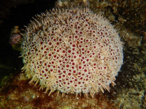 Erizo de flor rosa (Toxopneustes roseus)