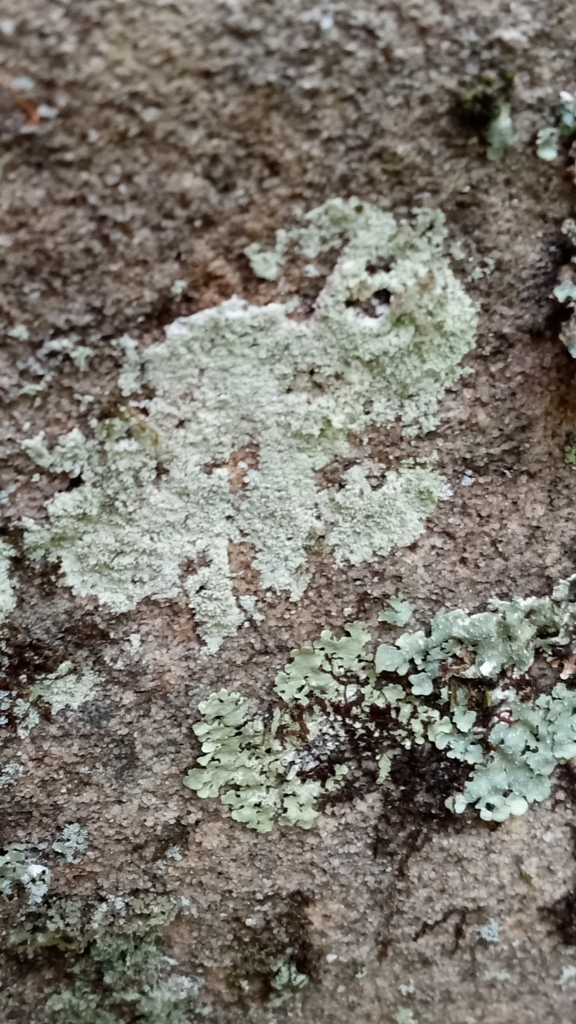 Elf-ear Dust from POWELLS CRSRD, TN 37397, USA on April 27, 2024 at 11: ...