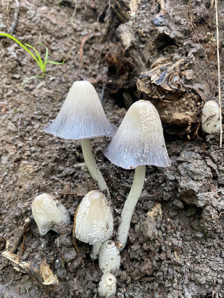 scaly ink cap from Meeman-Shelby Forest State Park, Memphis, TN, US on ...