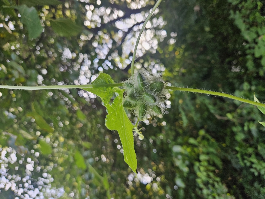Oneseed Bur Cucumber from Olde Richmond, Philadelphia, PA, USA on ...