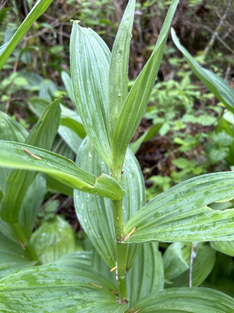 Corn Lily from Camassia Natural Area, West Linn, OR, US on April 27 ...