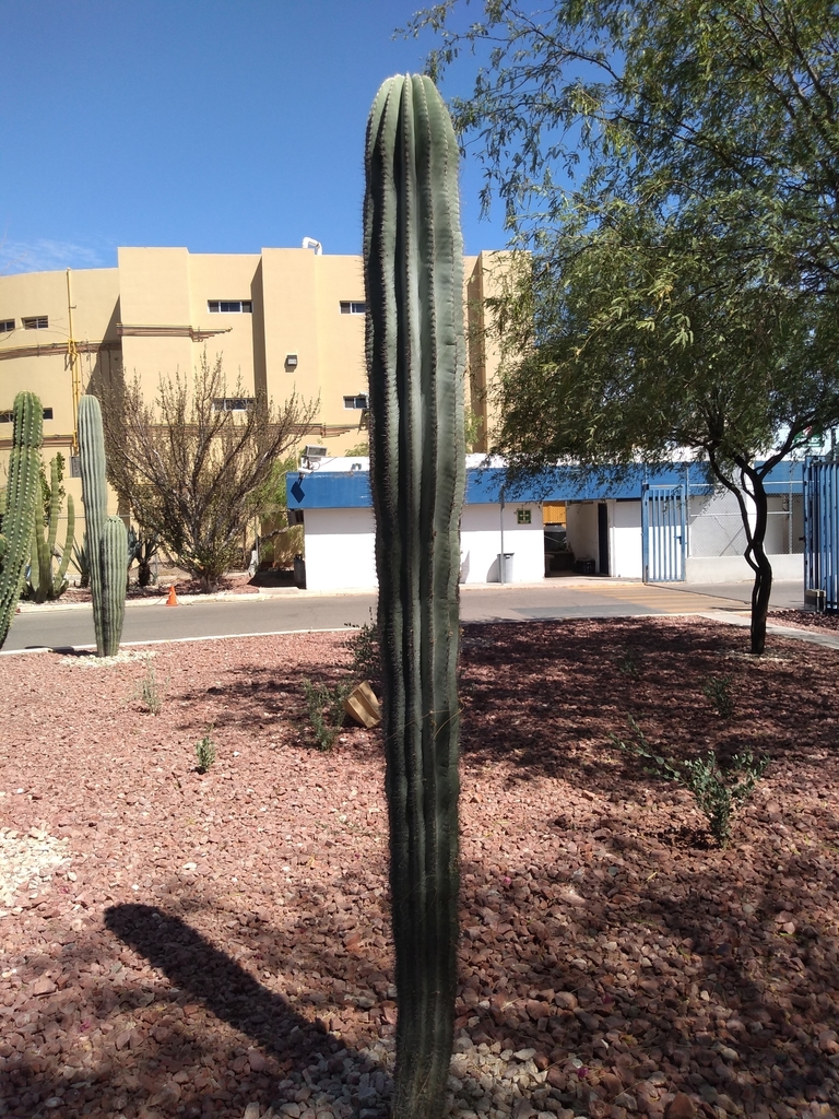 Mexican Giant Cactus from UNAM - Geología, Av Luis Donaldo Colosio ...