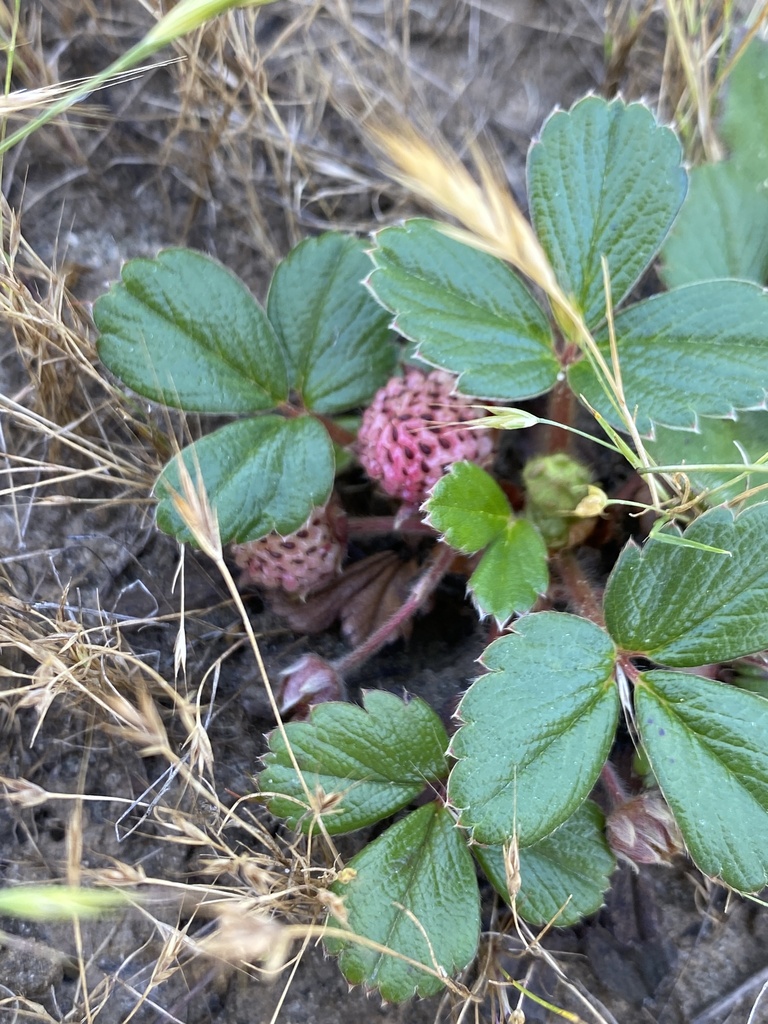 beach strawberry from Presidio, San Francisco, CA, US on April 27, 2024 ...