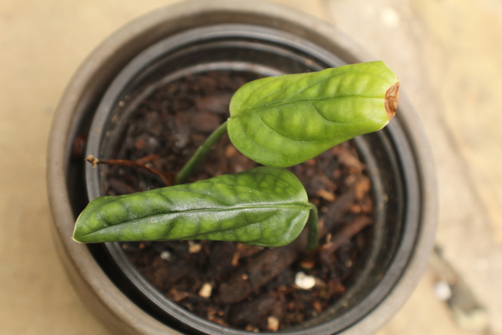 arum family from Wesson Dr, Fort Worth, TX, US on April 26, 2024 at 11: ...