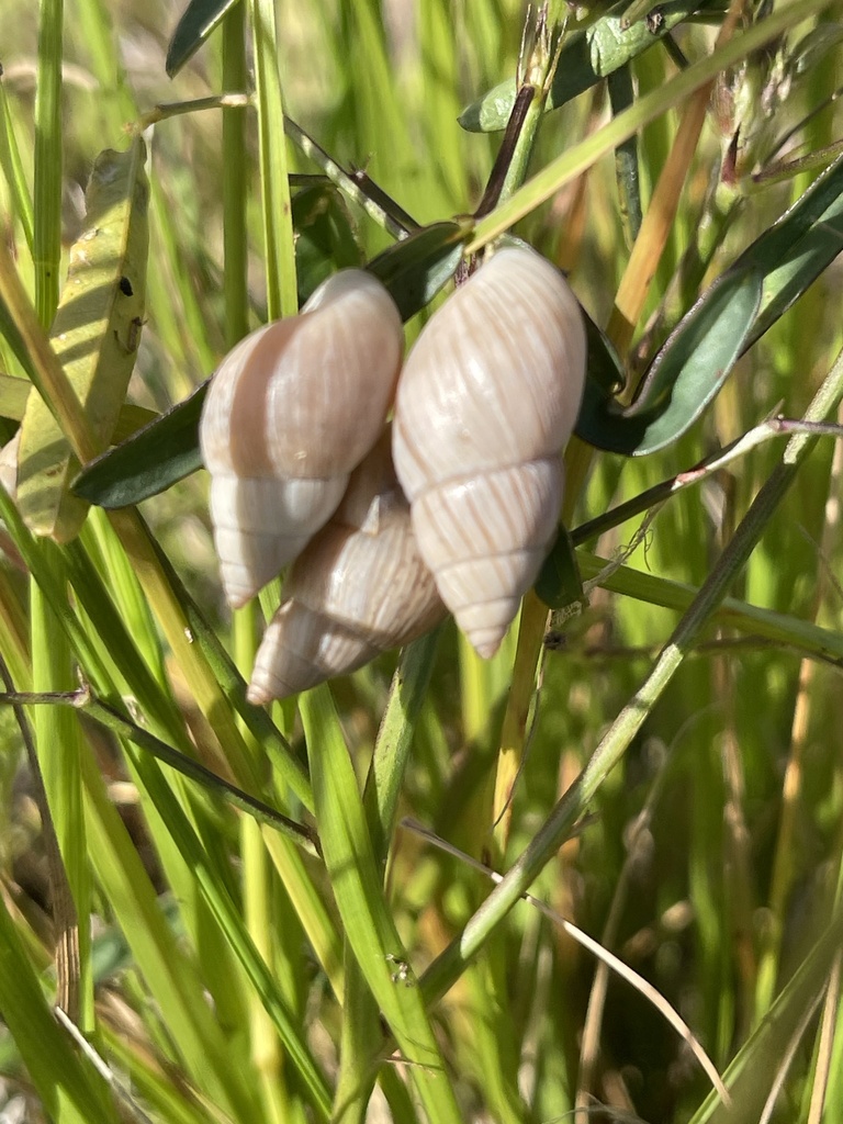 Ghost Bulimulus from Harris, Fort Myers, FL, US on April 27, 2024 at 09 ...