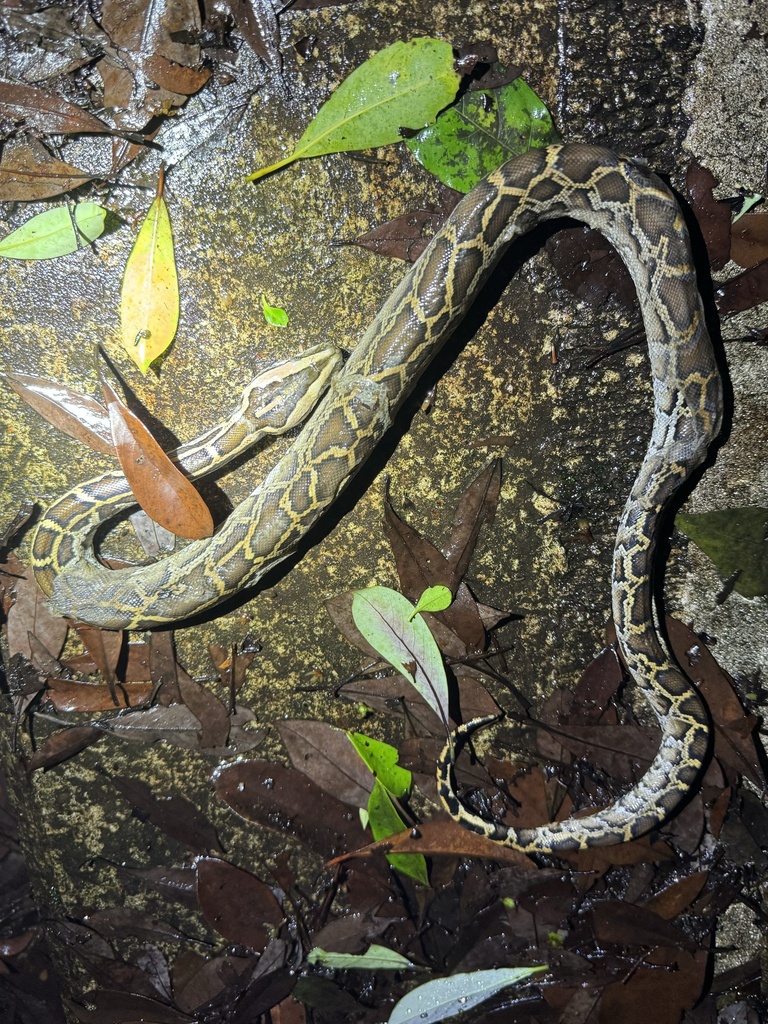 Burmese Python in April 2024 by Artur Tomaszek · iNaturalist