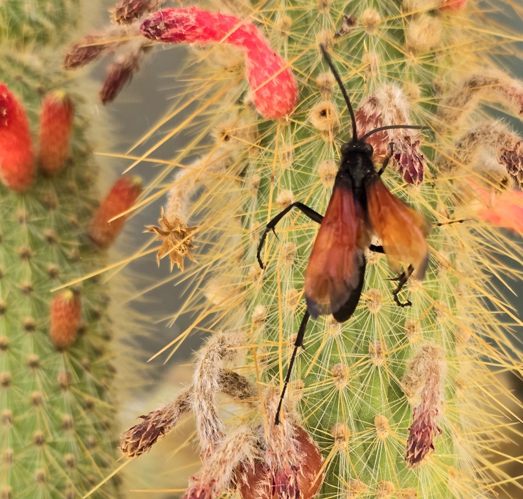 Tarantula-hawk Wasps and Allies from Mountain Park, El Paso, TX 79904 ...
