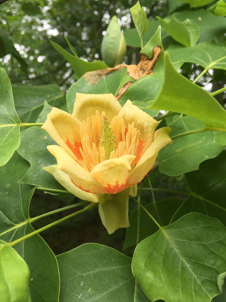 tulip tree in April 2019 by Chris Goforth · iNaturalist
