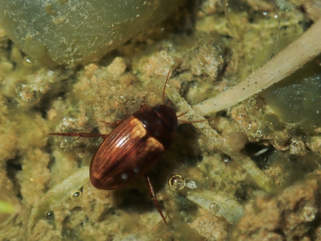 Copelatus kammuriensis in April 2024 by 栗鼠 · iNaturalist