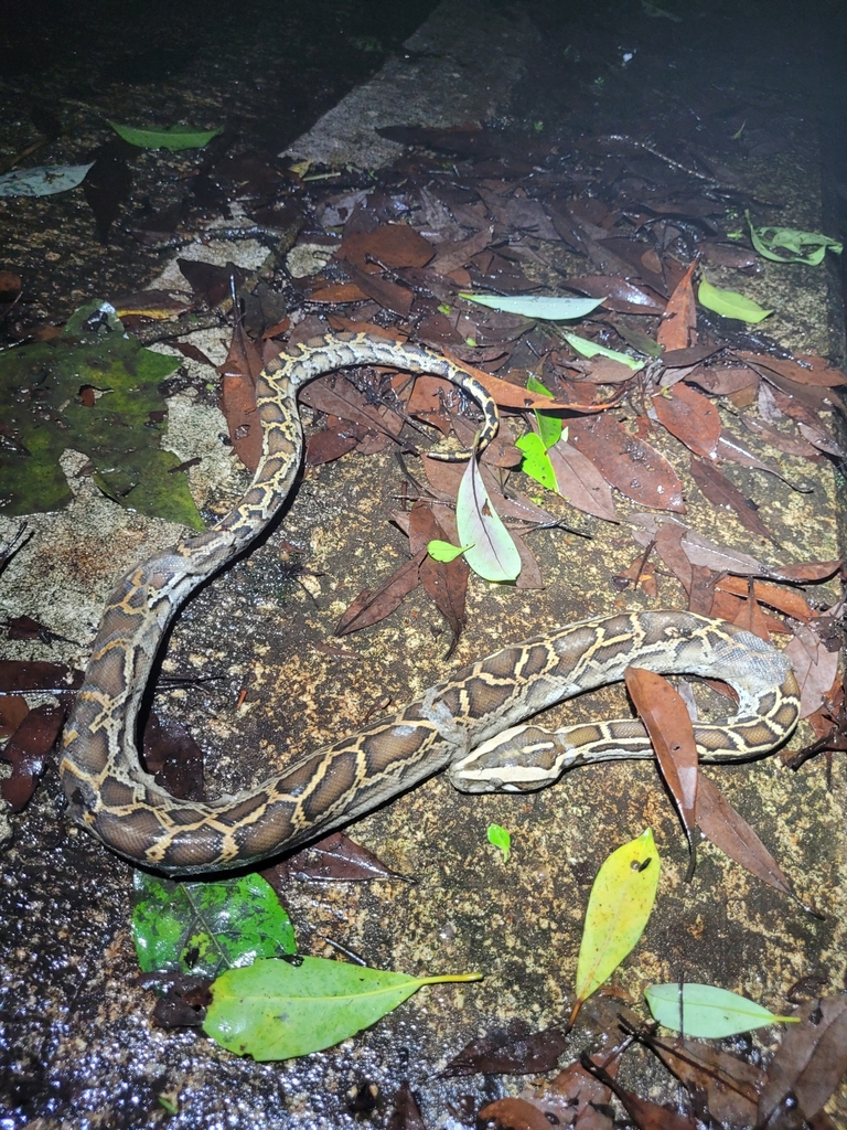 Burmese Python in April 2024 by Robert Dobija · iNaturalist