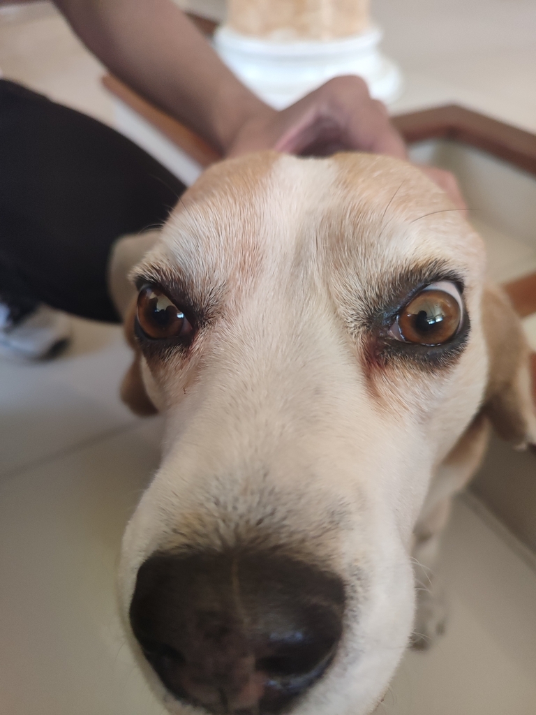 Domestic Dog from JVJ3+M48, Cochabamba, Bolivia on April 27, 2024 at 02 ...