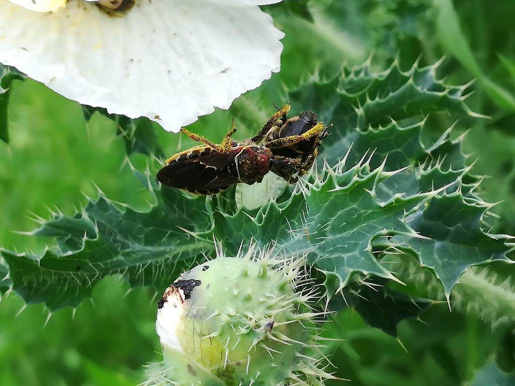 Plains Bee Assassin from Travis, Texas, United States on April 29, 2019 ...