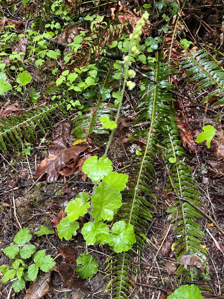 fringe cups from Carr Inlet, Gig Harbor, WA, US on April 27, 2024 at 11 ...