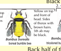 BOREALIS (Northern Amber Bumble Bee) (Bumble Bees of Northwestern ...