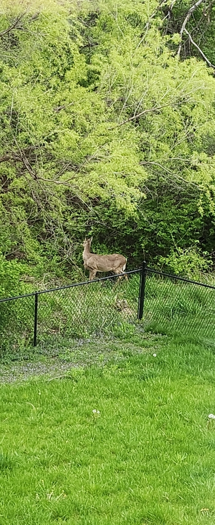 White-tailed Deer in April 2024 by Dan Gernant · iNaturalist