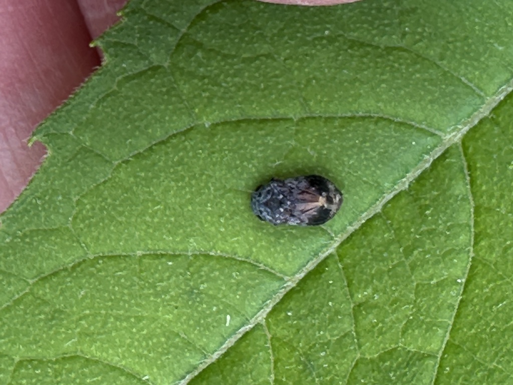 Penthimia americana from Caperton Swamp, Indian Hills, KY, US on April ...