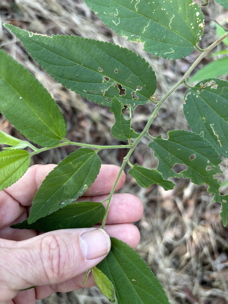 Nettle Tree from Walkabout Creek Discovery Centre, Enoggera Reservoir ...