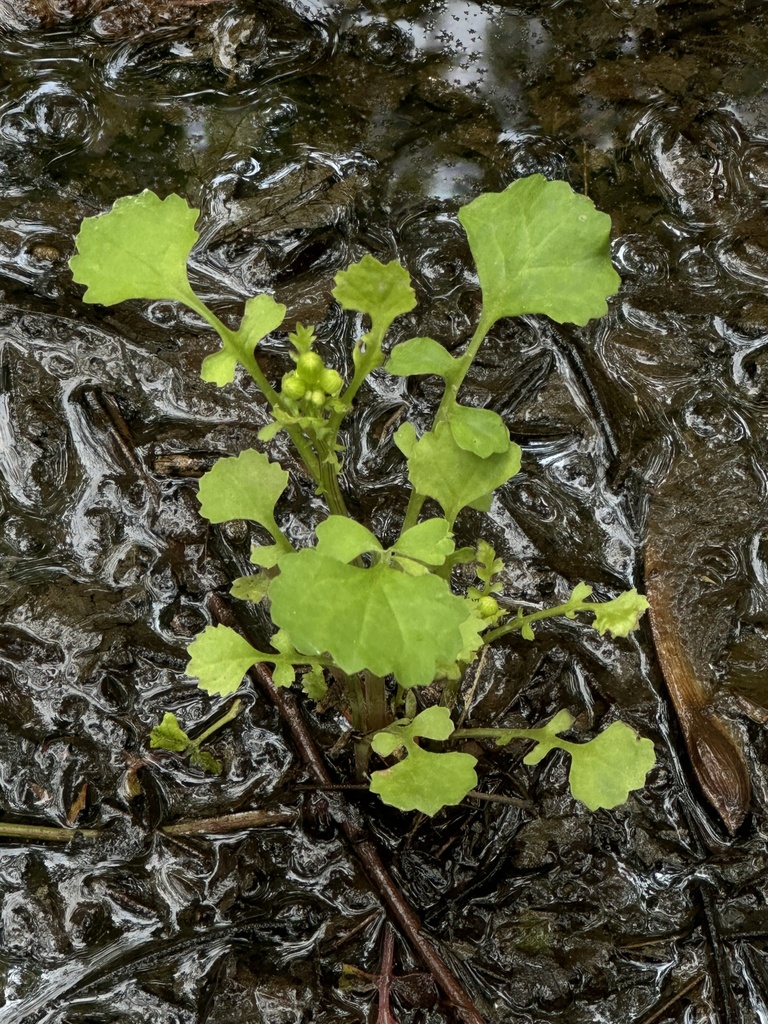 Butterweed from Caperton Swamp, Indian Hills, KY, US on April 27, 2024 ...