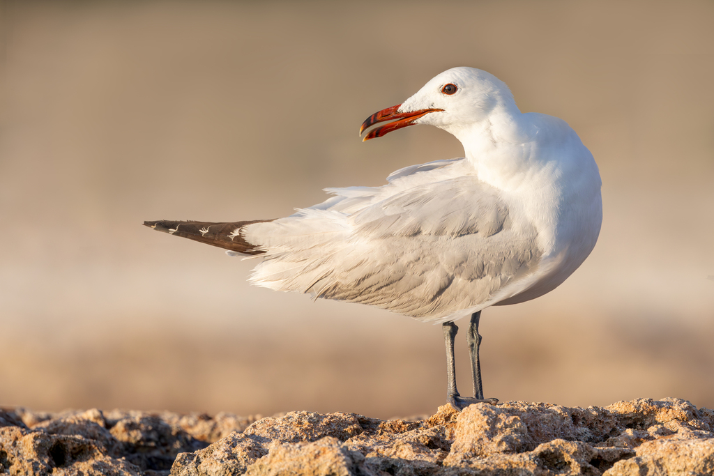 Audouin's Gull in June 2023 by Francesco Fava · iNaturalist