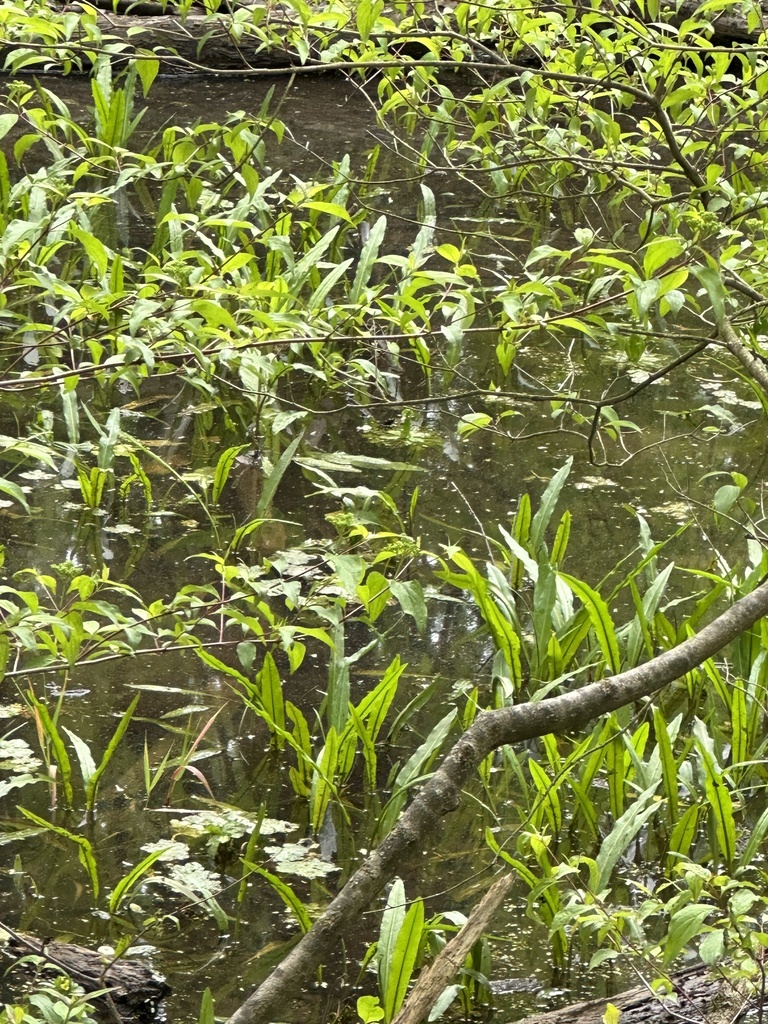 swamp dock from Caperton Swamp, Indian Hills, KY, US on April 27, 2024 ...