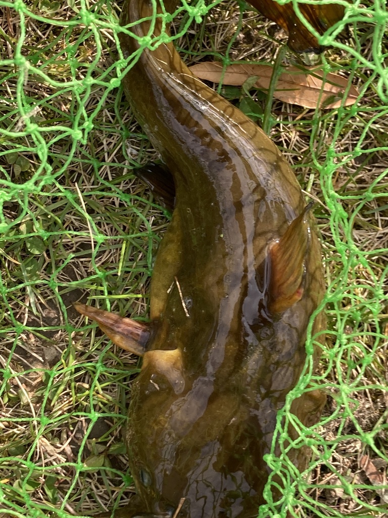 Bullheads from Homer Lake, Homer, IL, US on April 20, 2024 at 05:01 PM ...