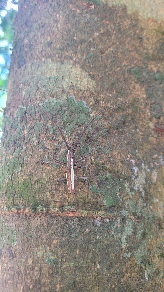 Fig Tree Borer from Catazajá, Chis., México on September 4, 2023 at 03: ...