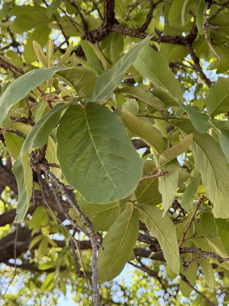 Quercus resinosa from Camino a las Antenas, San Pedro Tlaquepaque, Jal ...