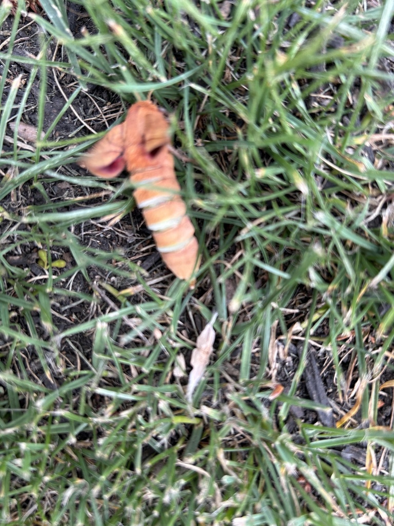 Something from Stanley Ave, Cincinnati, OH, US on April 27, 2024 at 07: ...