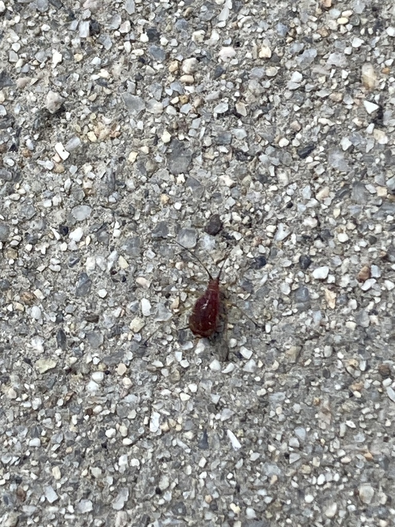 Aphids from Marianne Williams Park, Boise, ID, US on April 27, 2024 at ...