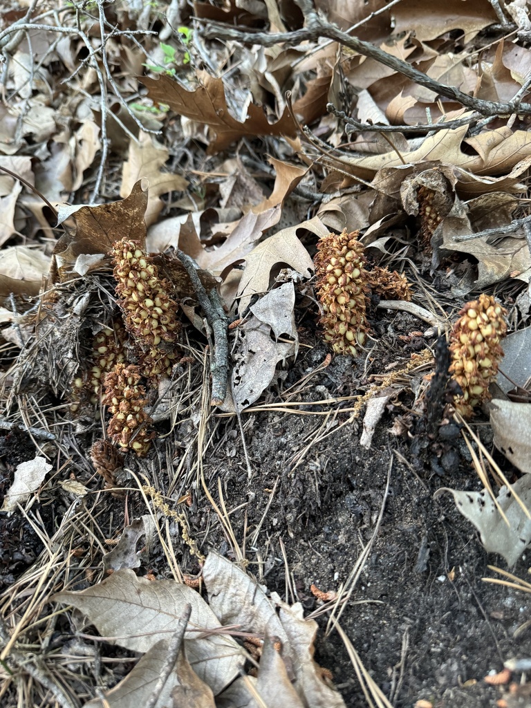 American cancer-root from Mountain Ash Way, Sevierville, TN, US on ...