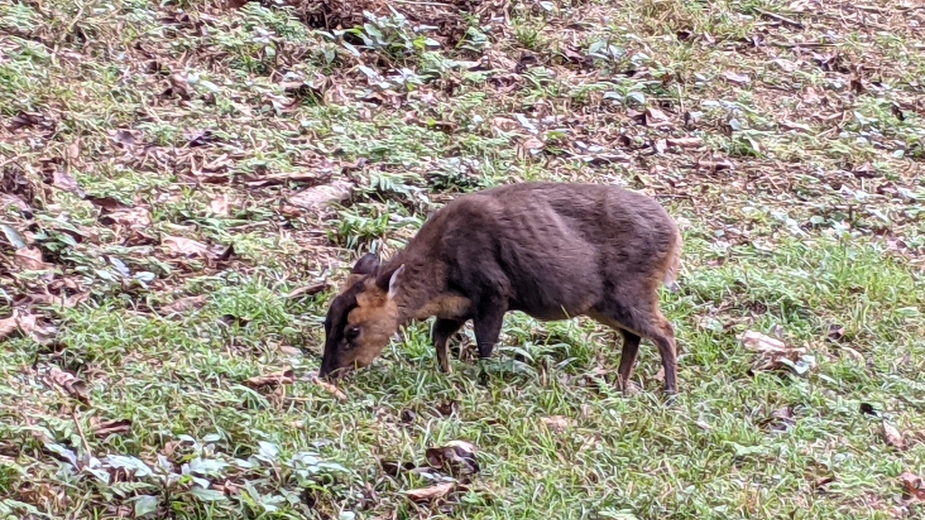 Taiwan Muntjac from 233台灣新北市烏來區福山里 on January 1, 2024 at 11:54 AM by エス ...