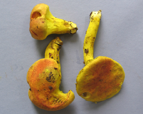 Pulveroboletus ravenelii (Hot Springs National Park: Arkansas Fungi ...