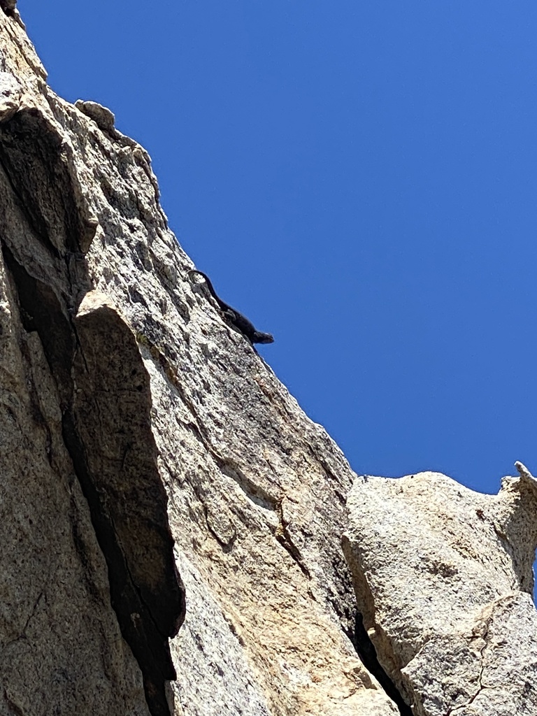 Western Fence Lizard from Indian Springs, Doyle, CA, US on April 27 ...