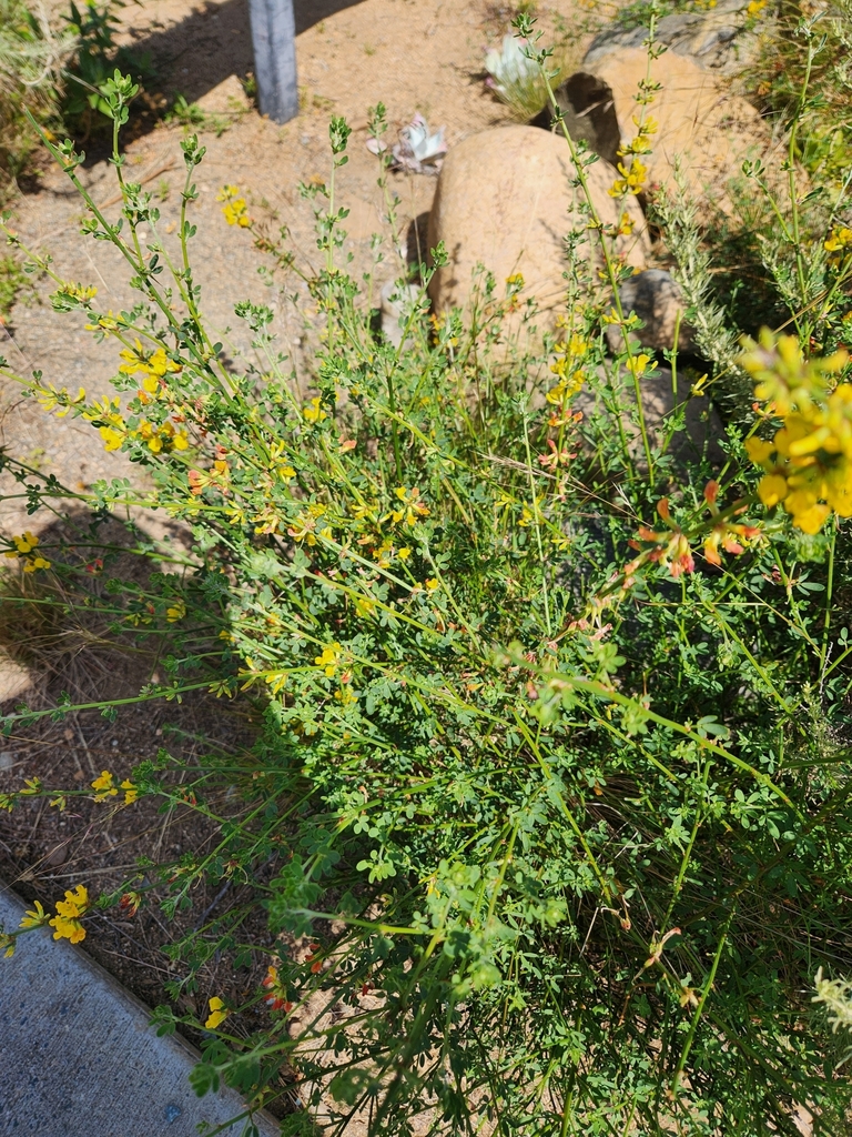 deerweed from Imperial Beach, CA, USA on April 27, 2024 at 11:07 AM by ...