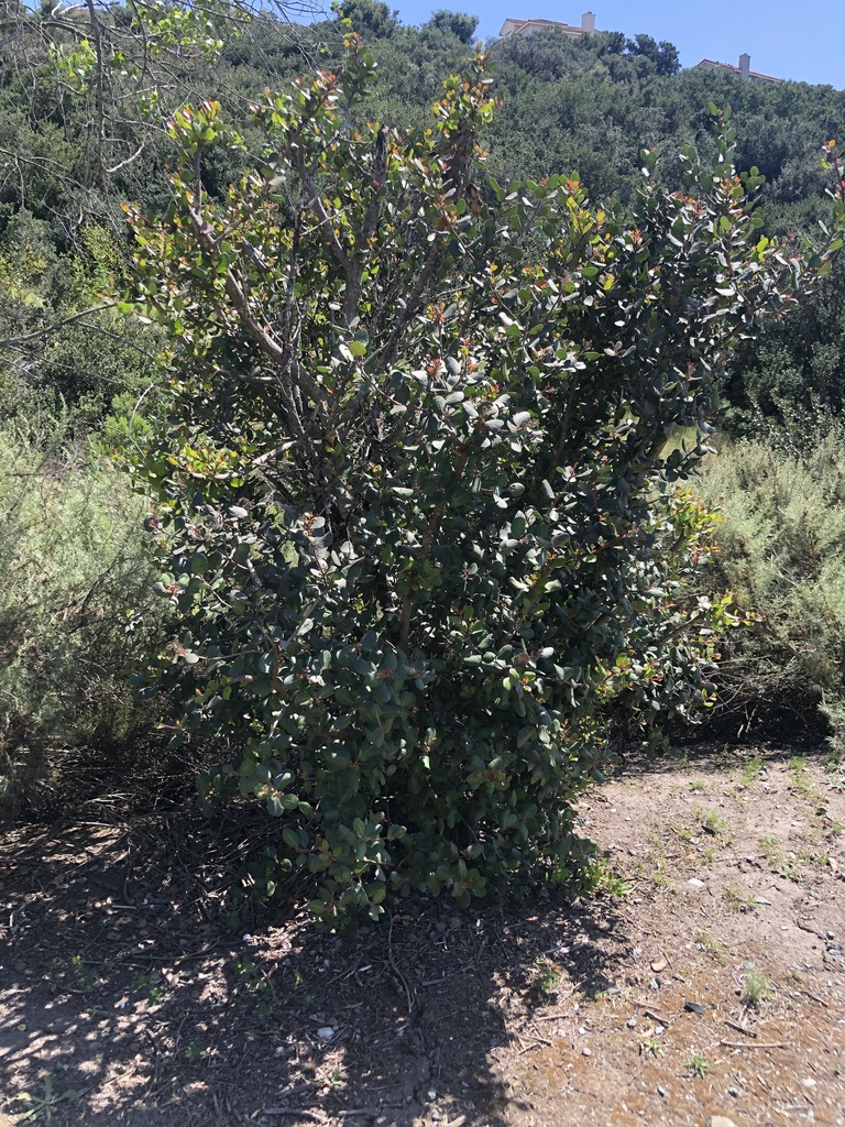 lemonade berry from Cima Del Rey, Chula Vista, CA, US on April 27, 2024 ...