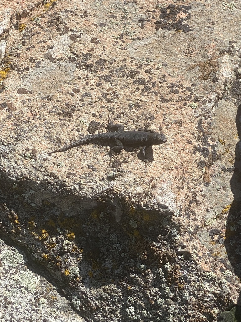 Western Fence Lizard from Indian Springs, Doyle, CA, US on April 27 ...