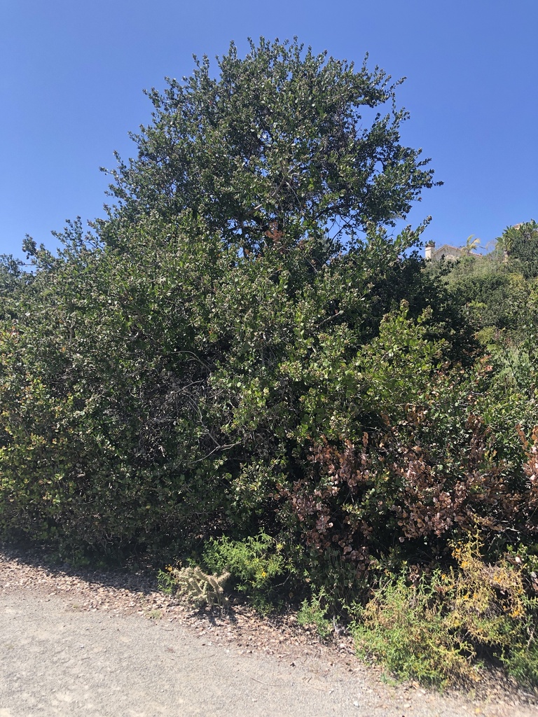 lemonade berry from Cima Del Rey, Chula Vista, CA, US on April 27, 2024 ...